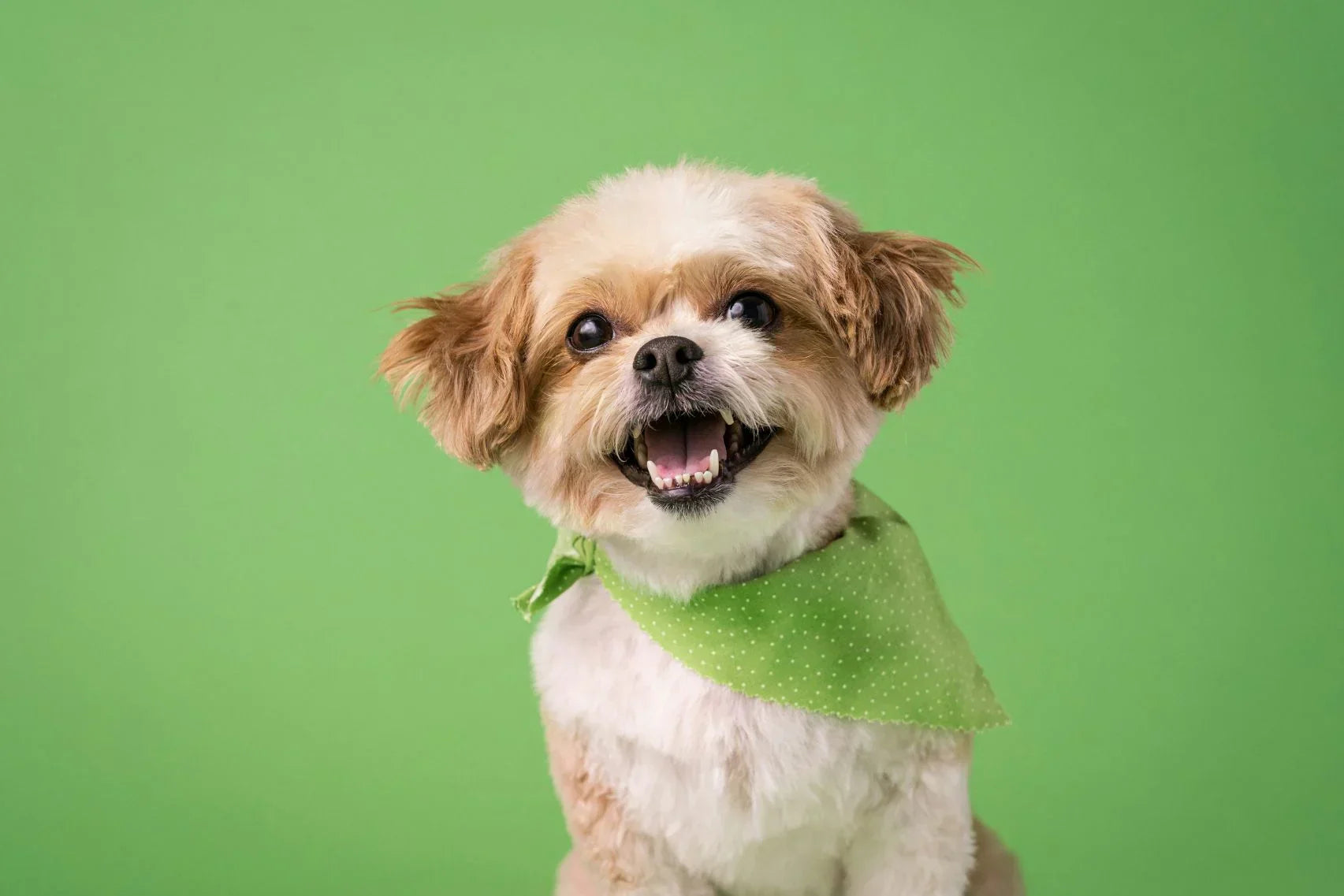 Do These 5 Dog Dental Products Really Work? Vet Weighs In! – thePack Store